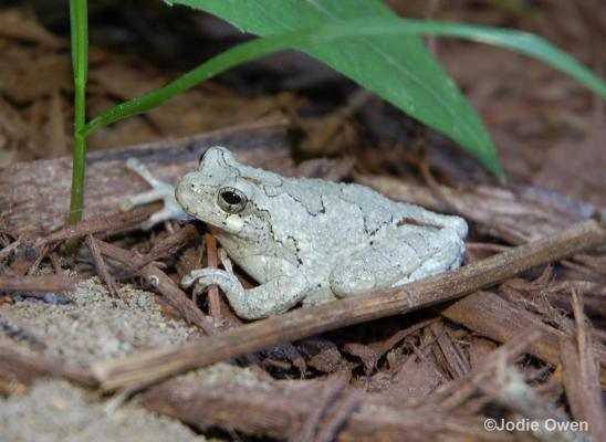 Gray Tree Frog Cope's and Northern | NC Wildlife